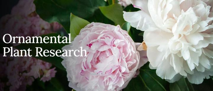 OPR | 河南科技大学侯小改团队在牡丹花香调控研究方面取得新进展 - 知乎