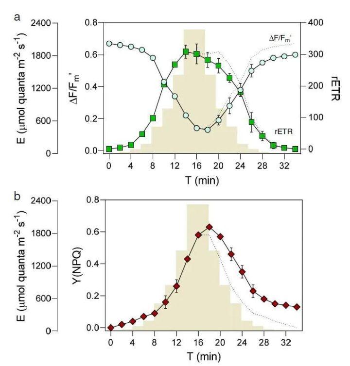 滞后光曲线：表征光合光响应时间依赖性的新方法 - 知乎