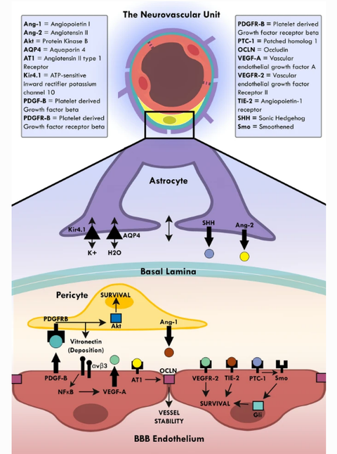 脂质体介绍之十一：Onpattro(patisiran脂质体） - 知乎