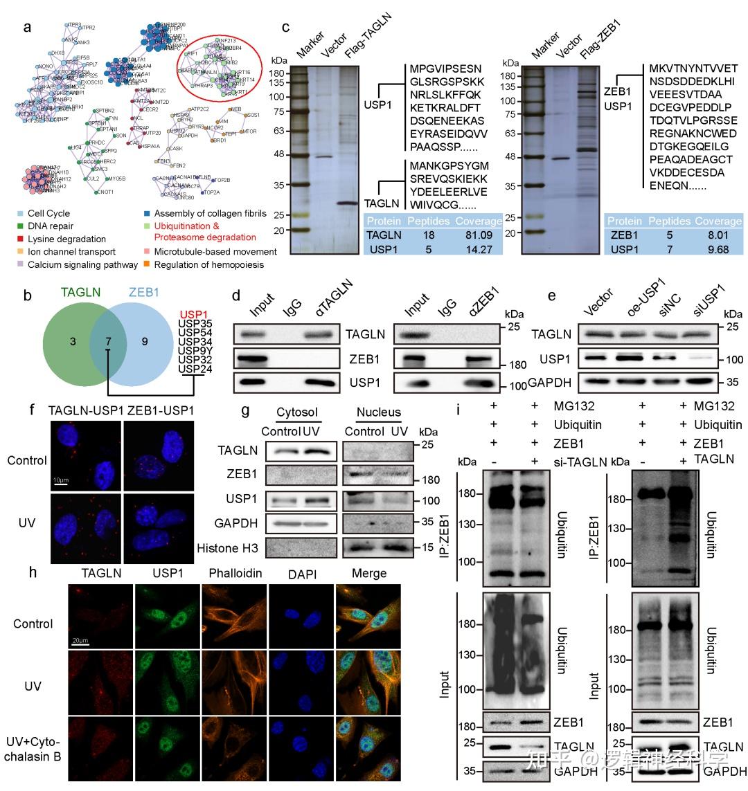 Cell Biosci︱至本实验室揭示皮肤光老化新分子机制 - 知乎