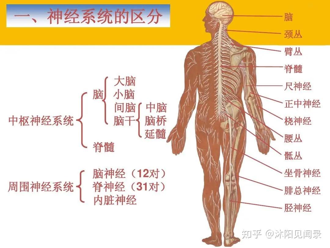 神经系统构成与功能 - 知乎
