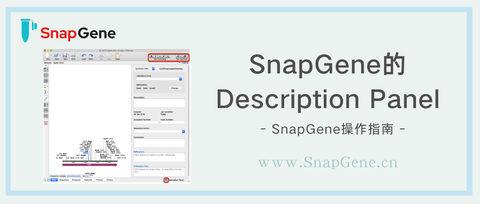 如何切换SnapGene的语言界面？ - 知乎