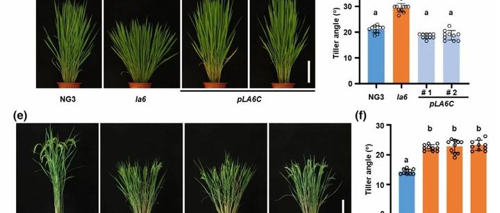 【New Phytol. (Q1/8.3)】水稻“躺平”的秘密被破解！中国科学家发现调控分蘖角与抗倒伏的关键基因模块 - 知乎