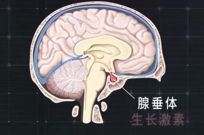 成年后还能再长高么?18岁后身高如何二次增高 知乎