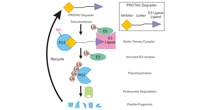 靶向蛋白降解技术“PROTAC”：“革命性”的靶向策略，重定义小分子药物！ - 知乎