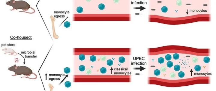 Cell Reports丨CD115+ 单核细胞保护经历过微生物感染的小鼠免受大肠杆菌诱发的脓毒症影响 - 知乎