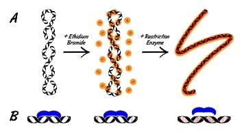 溴化乙锭(Ethidium bromide,EB) - 知乎