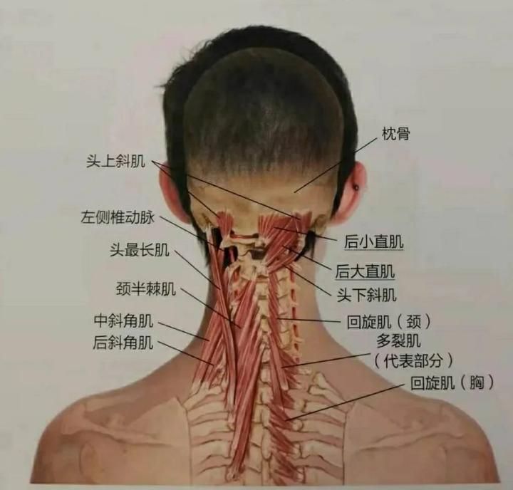 颈肩痛不可大意，两个小妙招帮你缓解！ 知乎