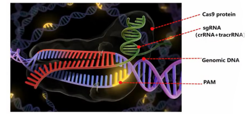 双靶点 sgRNA敲除如何PCR鉴定并举例 - 知乎