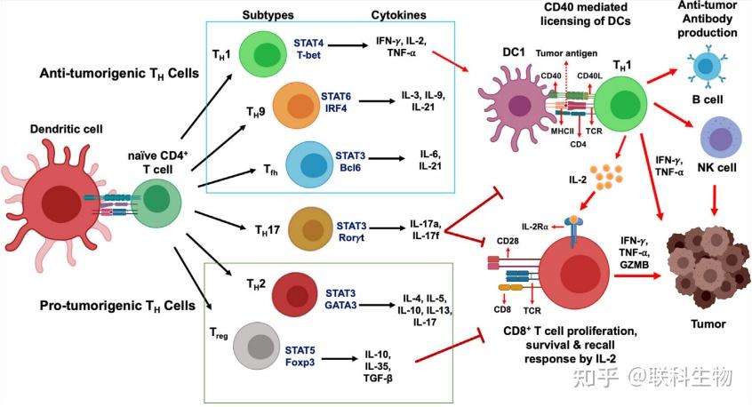 辅助T细胞（Th1）的功能及其表面标记？ - 知乎