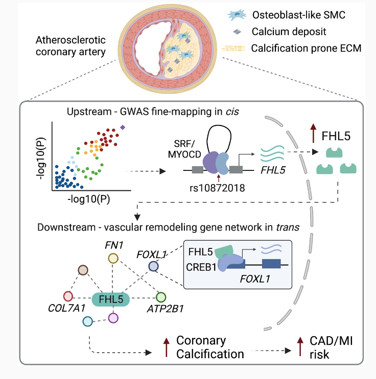 2023年关于血管功能的最新10种研究思路（上） - 知乎