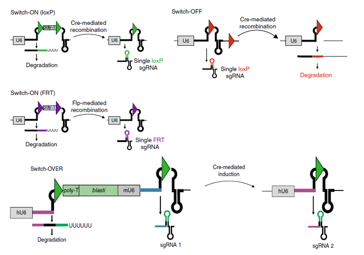 NC：Cre-loxP重组系统构成CRISPR-Cas9系统开关 - 知乎