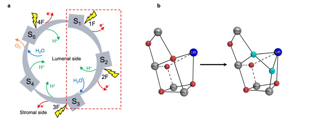 Nature | 沈建仁团队揭示光系统II (PSII) 的S1-S2-S3状态转换的分子机制 - 知乎