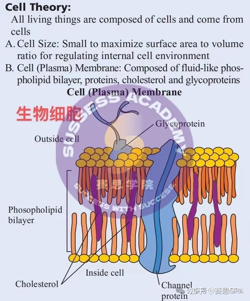 AP生物真爱粉们看过来：《APer备考宝典》解决所有生物重难点！ - 知乎