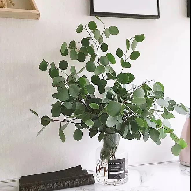 死了比活着还美，尤加利的独特高级审美感 - 知乎