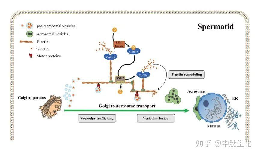 eLife | 陈子江/刘洪彬团队揭示SSH2参与精子顶体形成的新机制 - 知乎