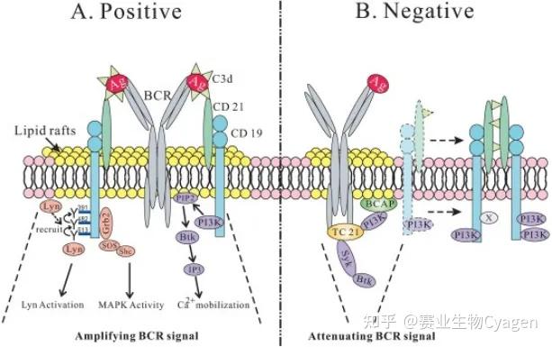 实现B细胞特异性表达的工具鼠——Cd19-iCre小鼠 - 知乎