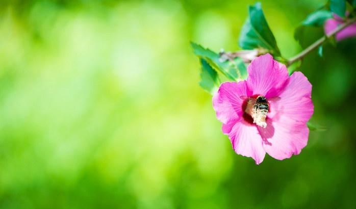 PNAS | 孔凡江/刘宝辉团队解析phyA调控光周期开花的分子机制 - 知乎