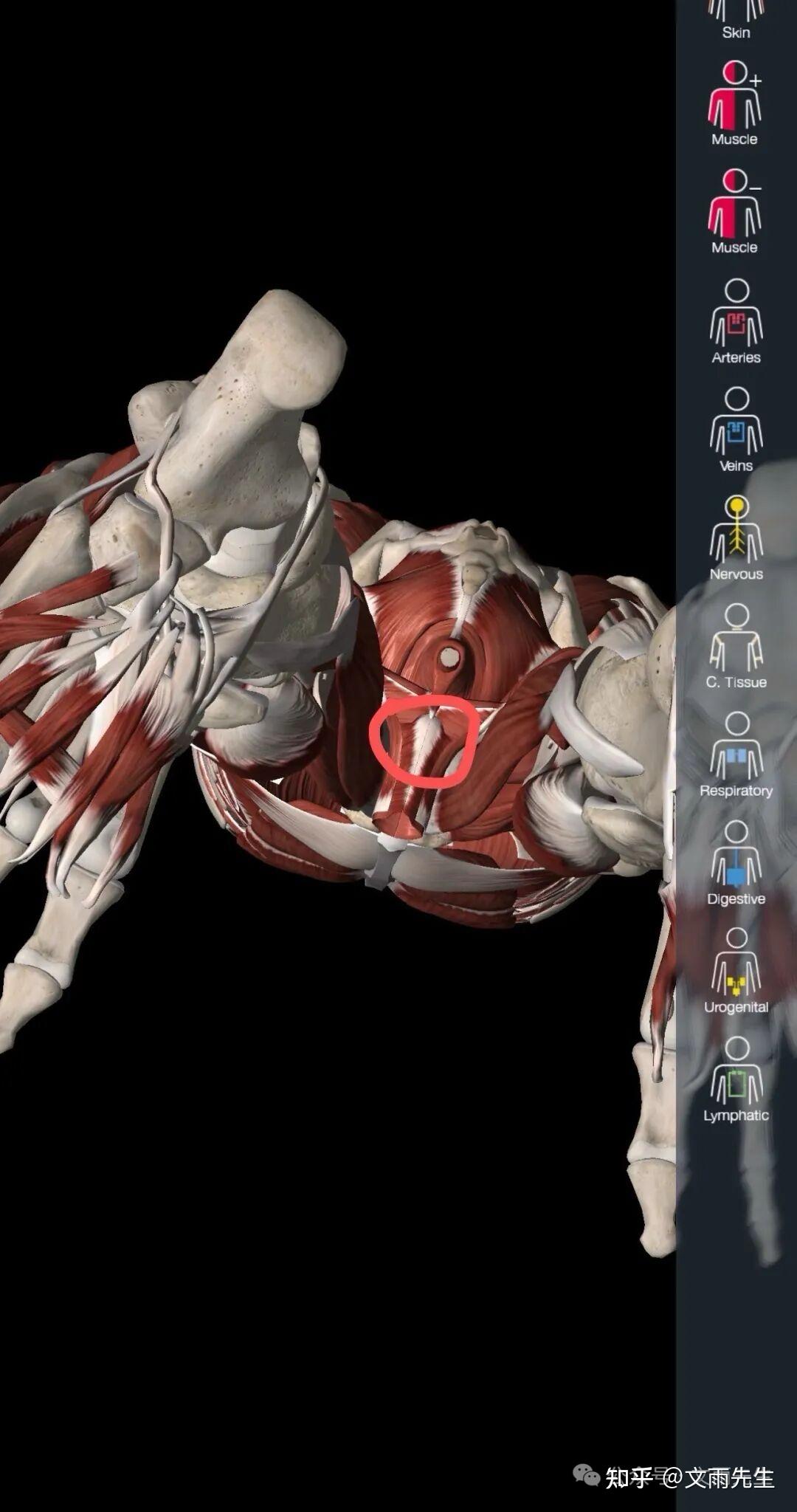 内家拳-逆腹式呼吸 - 知乎