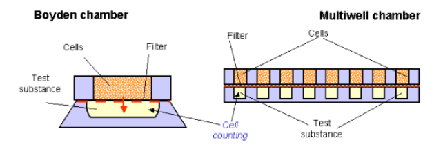 如何获得细胞趋化的全过程量化结果 - 知乎