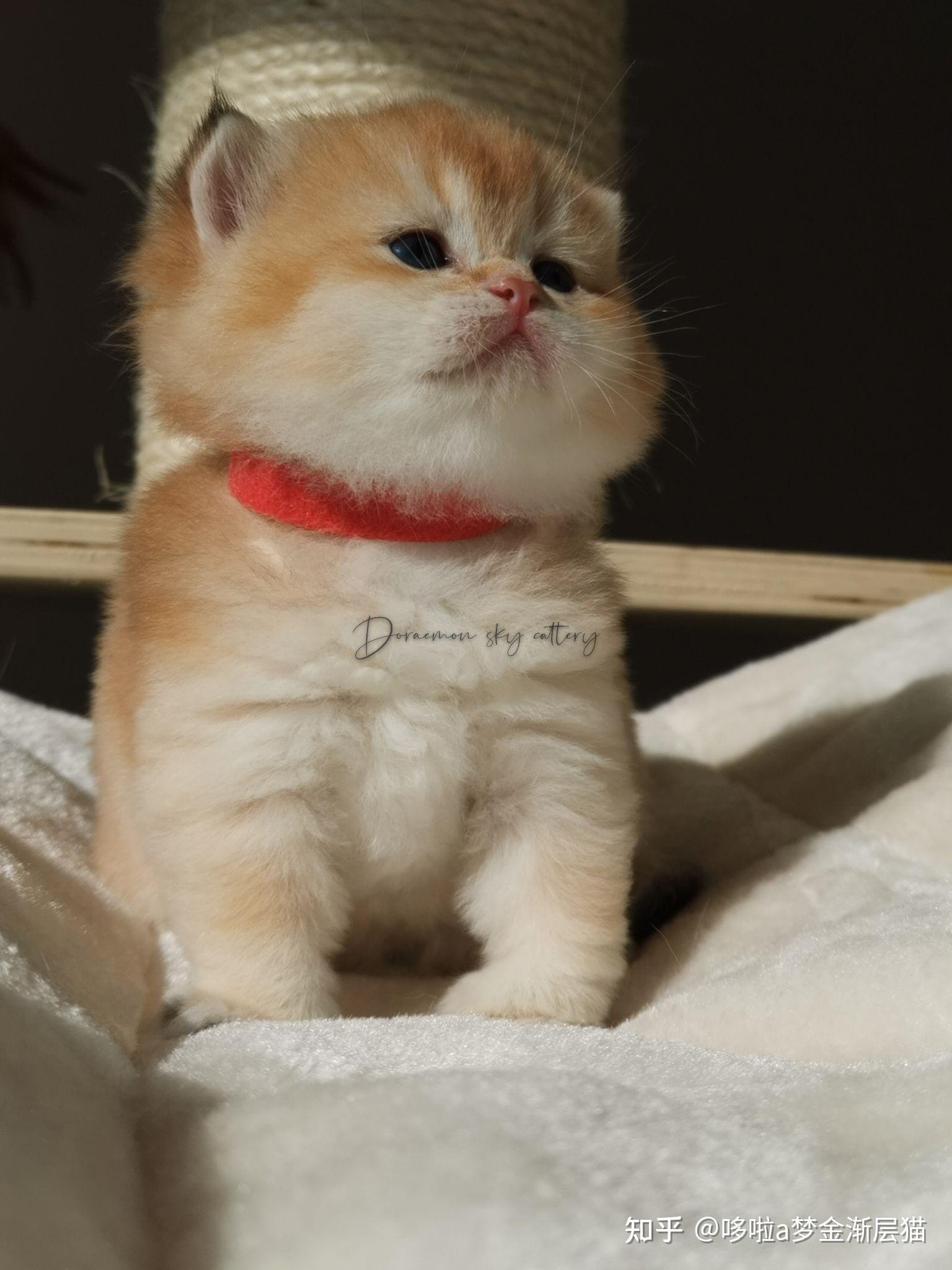 新手如何鉴别金渐层色号NY25、NY11、NY12的区别? - 知乎