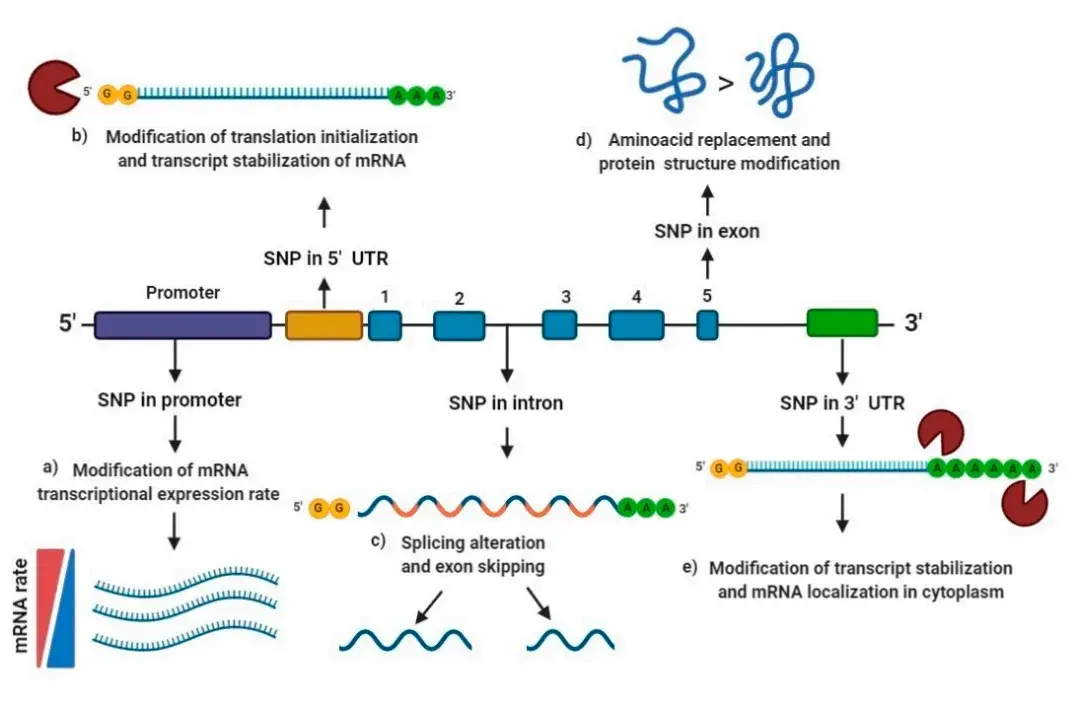 小白轻松入门GWAS：从数据准备到可视化结果 - 知乎