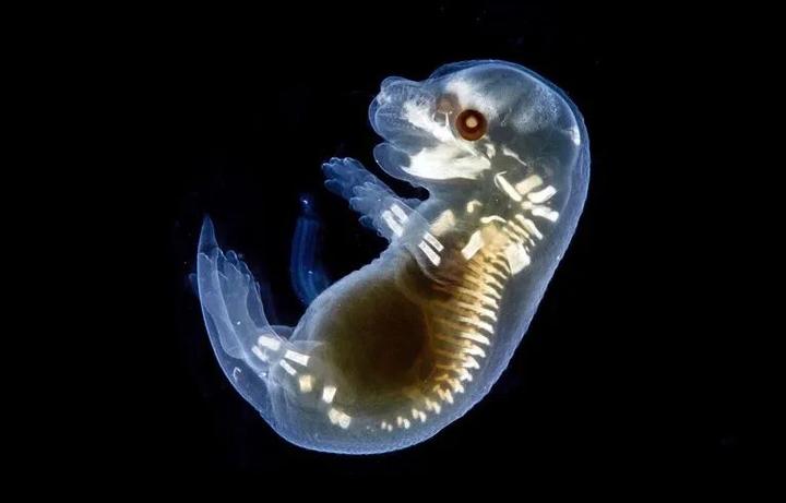 Nature头条：类器官人-兽嵌合体的机遇与挑战—沈西凌团队新研究 - 知乎