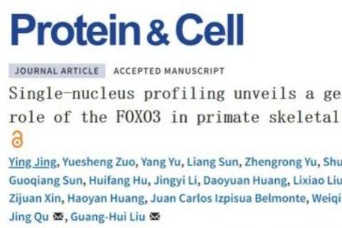 Protein＆Cell：发现延缓人类骨骼肌衰老的新靶标 - 知乎