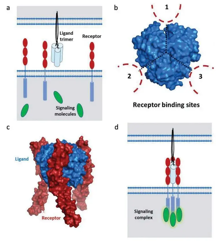 智慧芽PharmSnap | 带你全面了解靶点CD40 - 知乎