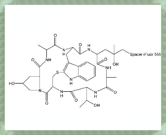 Phalloidin-iFluor 555的核心结构和常见问题，鬼笔环肽ifluor555 - 知乎