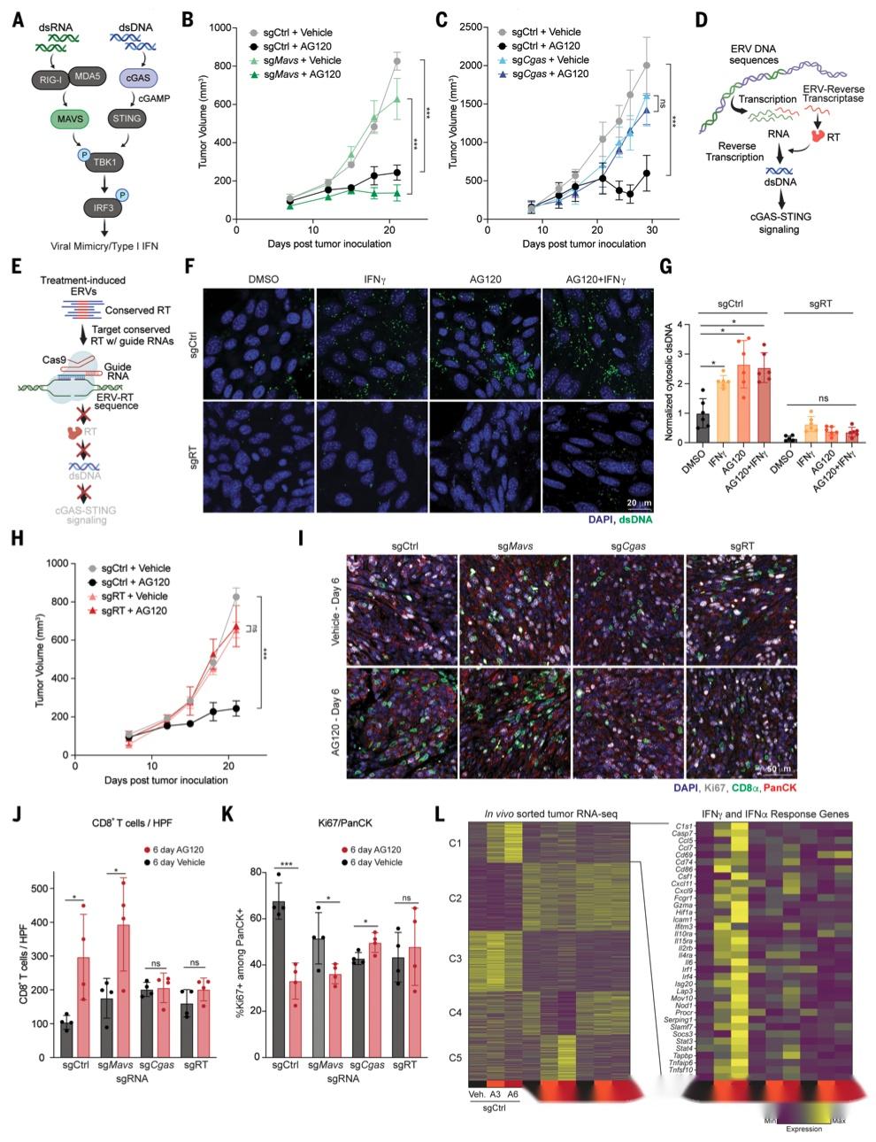 Science丨肿瘤免疫抑制新机制：IDH1-dsDNA-CGAS - 知乎