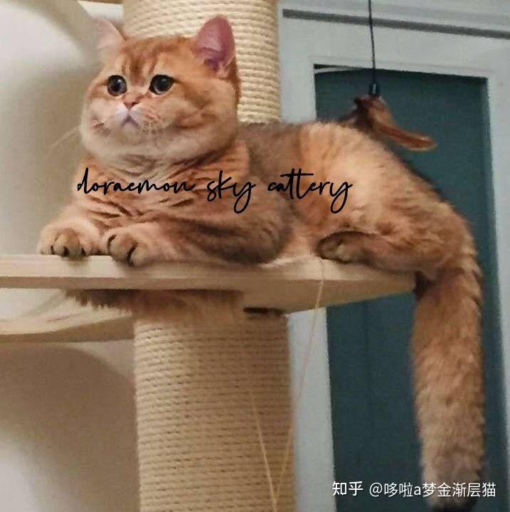 新手如何鉴别金渐层色号NY25、NY11、NY12的区别? - 知乎