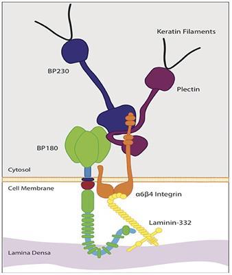 胶原蛋白XVII（COL17）与皮肤衰老的关系 - 知乎