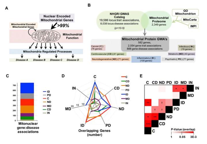干货-公共数据挖掘|已有GWAS数据的**及挖掘 - 知乎