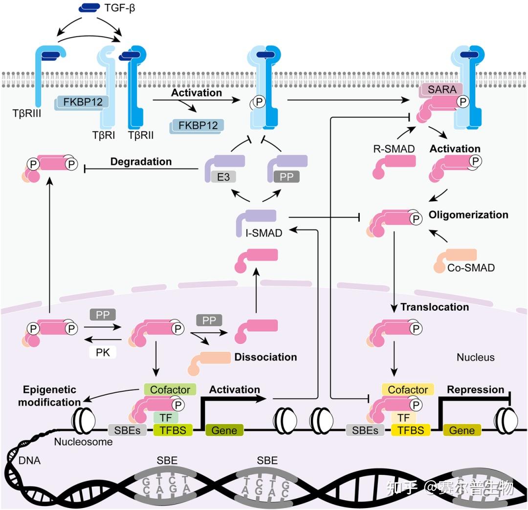 信号通路盘点(2)：TGF-β的前沿机制/生理影响/病理关联/治疗策略 - 知乎