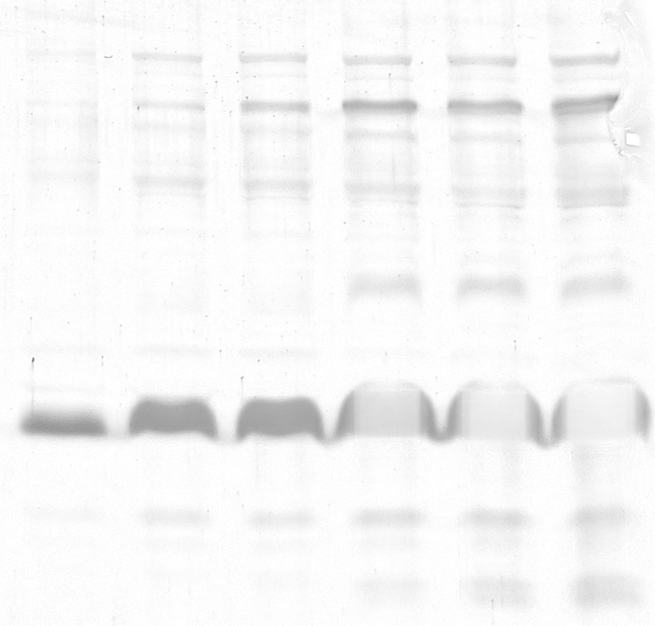 ImageJ定量分析 WB 灰度值（详解版） - 知乎