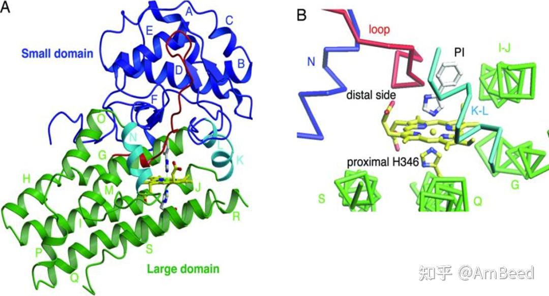 【AmBeed聚焦】IDO的作用机制 - 知乎