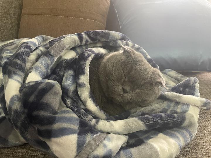 [论文笔记] CLISA: 用于跨受试者情绪识别的受试者不变脑电表征的对比学习 - 知乎