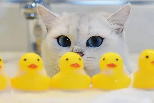 几个小妙招，让猫咪多喝水 知乎