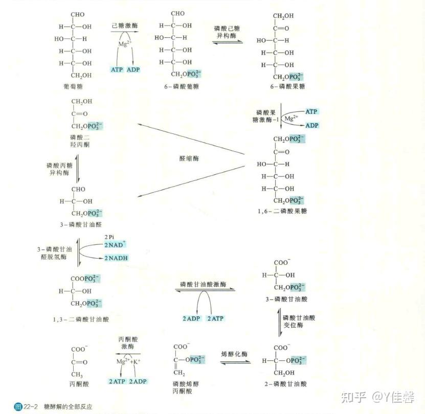 1 6 二磷酸果糖为什么会激活丙酮酸激酶? 知乎