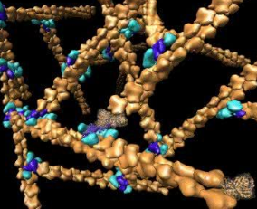 提供荧光FITC标记肌动蛋白 ，甲状腺球蛋白，马脾铁蛋白，肌红蛋白(肌球蛋白)，硫酸鱼精蛋白；提供CY系列菁染料CY3、CY5、CY5.5、CY7、CY7.5，ICG标记等 - 知乎