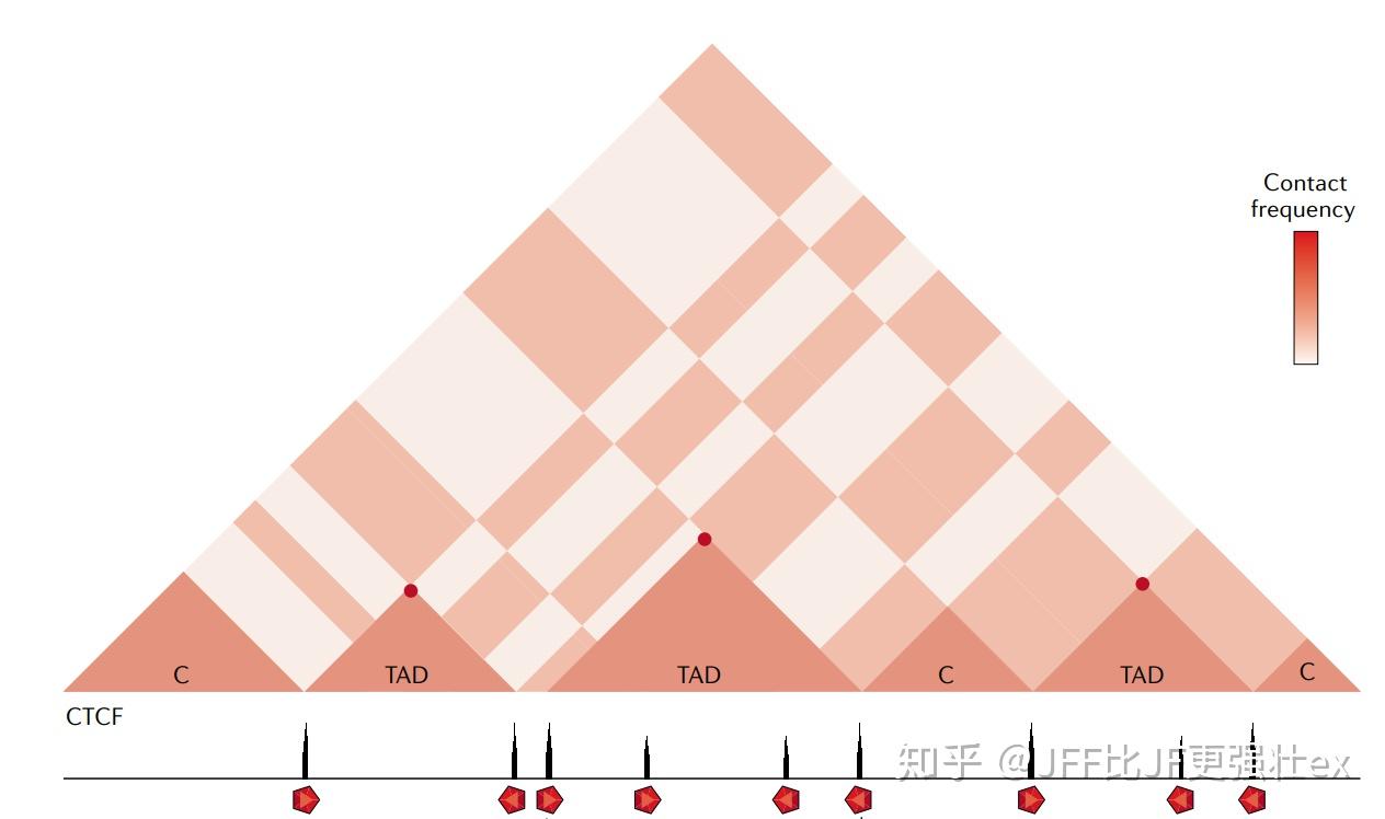 Nature Review Genetics：基因组结构和功能的关系（综述阅读整理） - 知乎