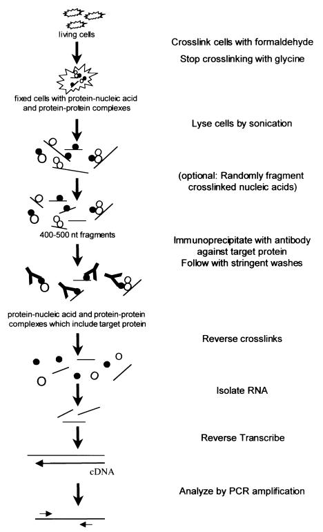 国自然热点 | RNA结合蛋白调控机制研究方法之RIP-seq - 知乎