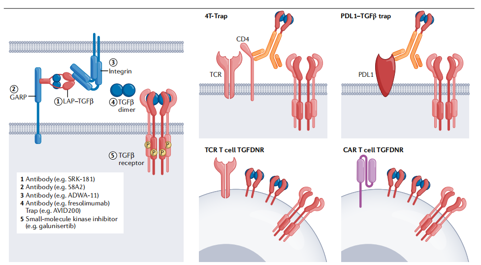 Nat Rev | TGF-β控制肿瘤免疫全景图 - 知乎