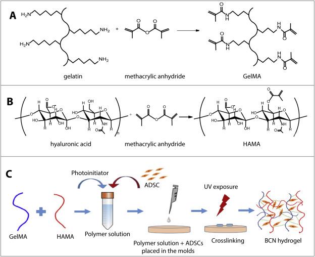Biomaterials：GelMA/HAMA双组分水凝胶负载脂肪干细胞可促进皮肤伤口血管化 - 知乎