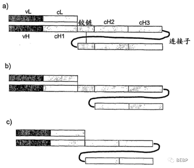 Single chain的魅力：从scFv到scIgG - 知乎