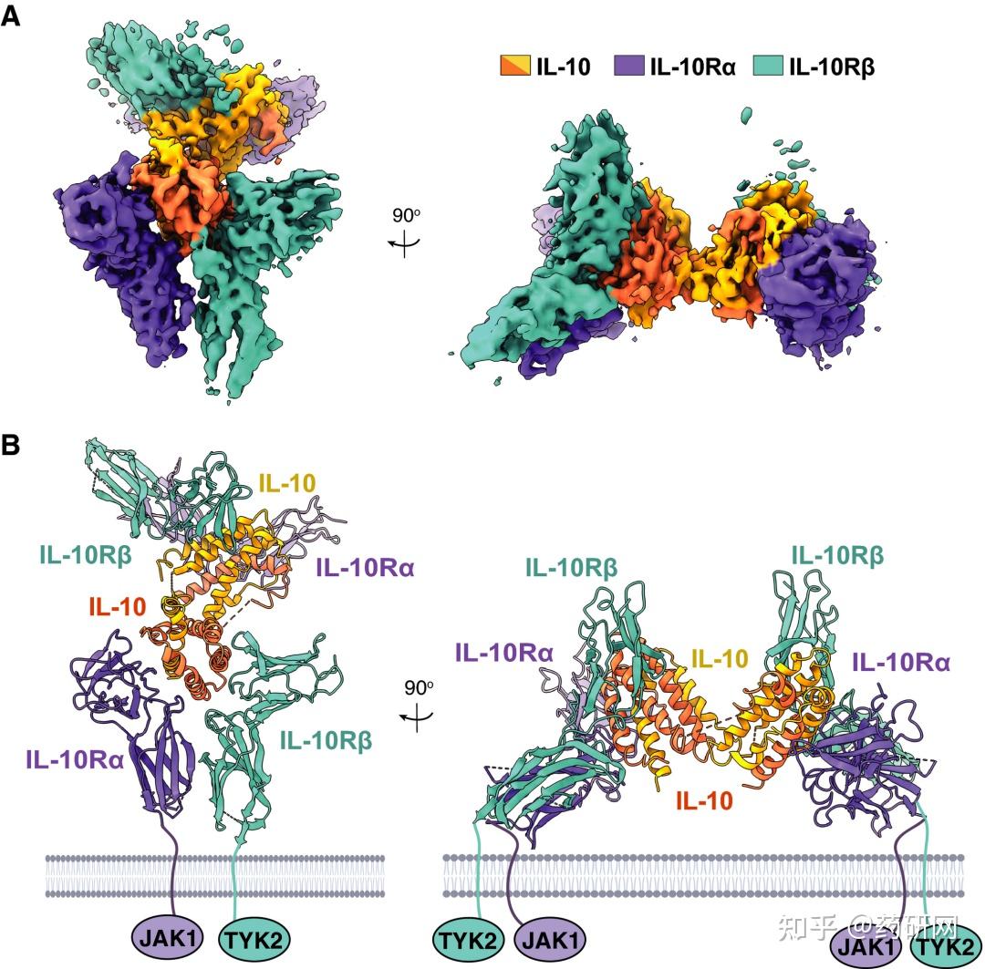 什么是白细胞介素10 (IL-10)？ - 知乎