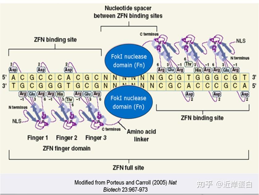 全面解析基因编辑技术的演进与实验设计方法 - 知乎