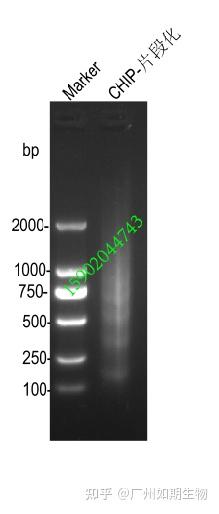CHIP-qPCR&CHIP-seq 实验步骤 - 知乎