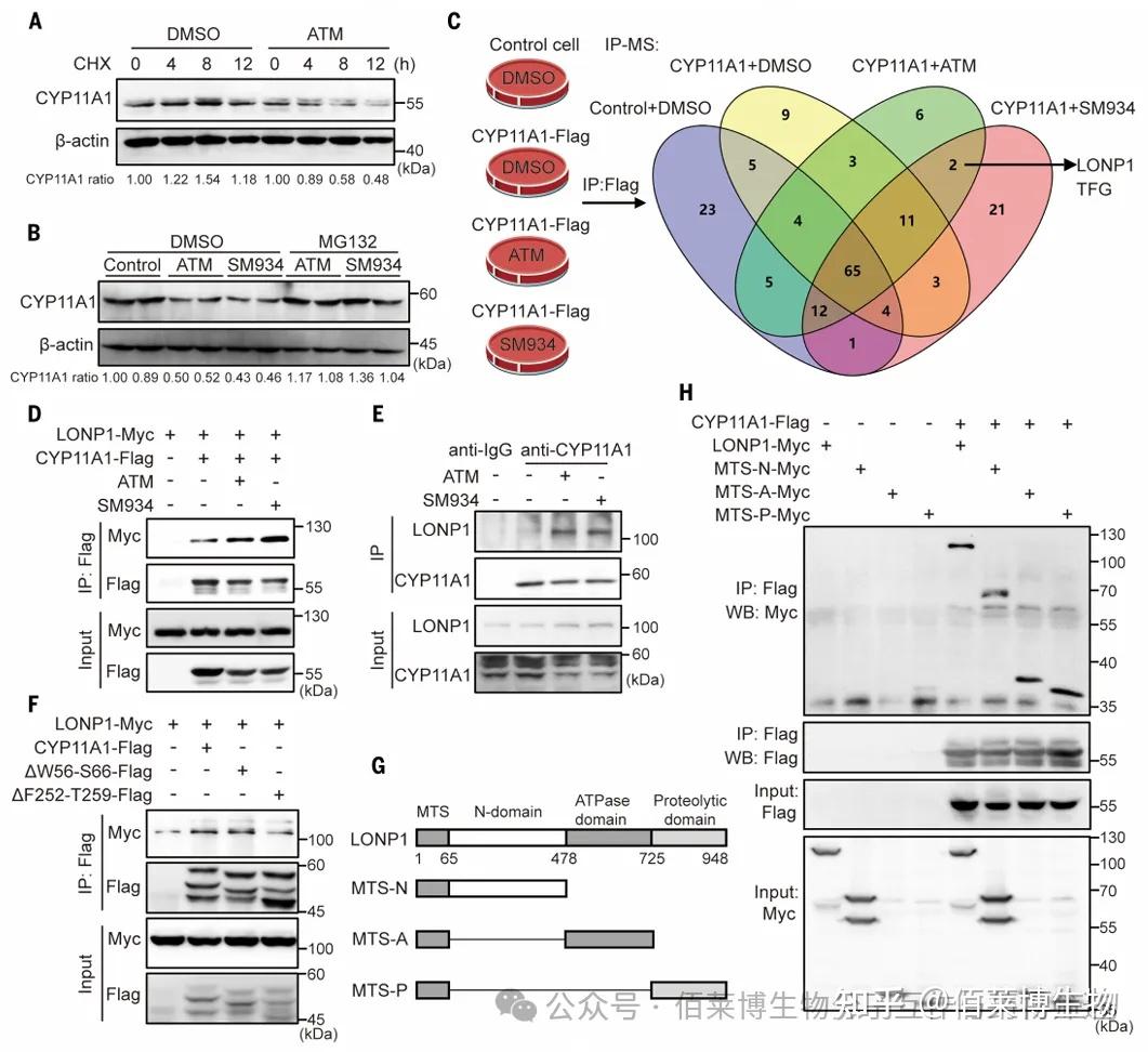 IP-MS(Co-IP-MS、TAP-MS）实验服务 - 知乎